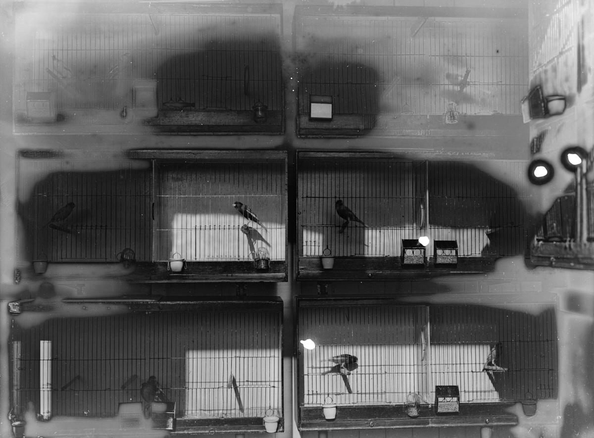 Caged birds - Museum of Transport and Technology, New Zealand